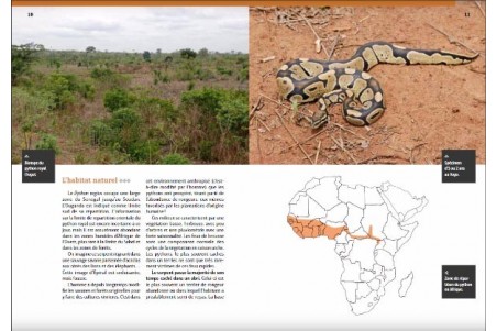 Livre : Python royal : Editions Ulmer