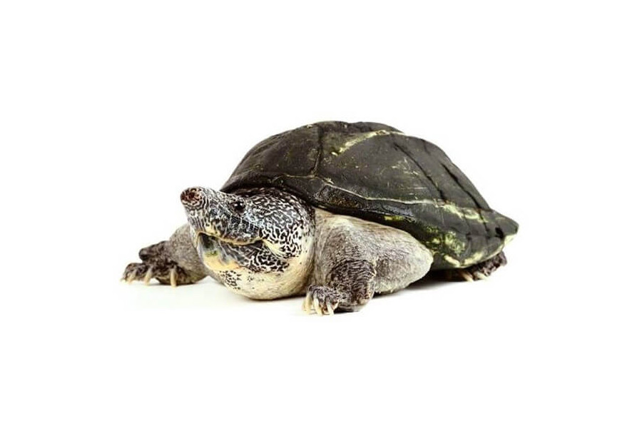 Achat Tortue - Tortues - La Ferme Tropicale