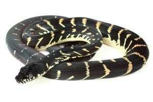 Achat reptile - Achat amphibiens - Achat arthropode - Animaux - La ...