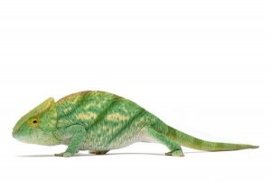 Achat reptile - Achat amphibiens - Achat arthropode - Animaux - La ...