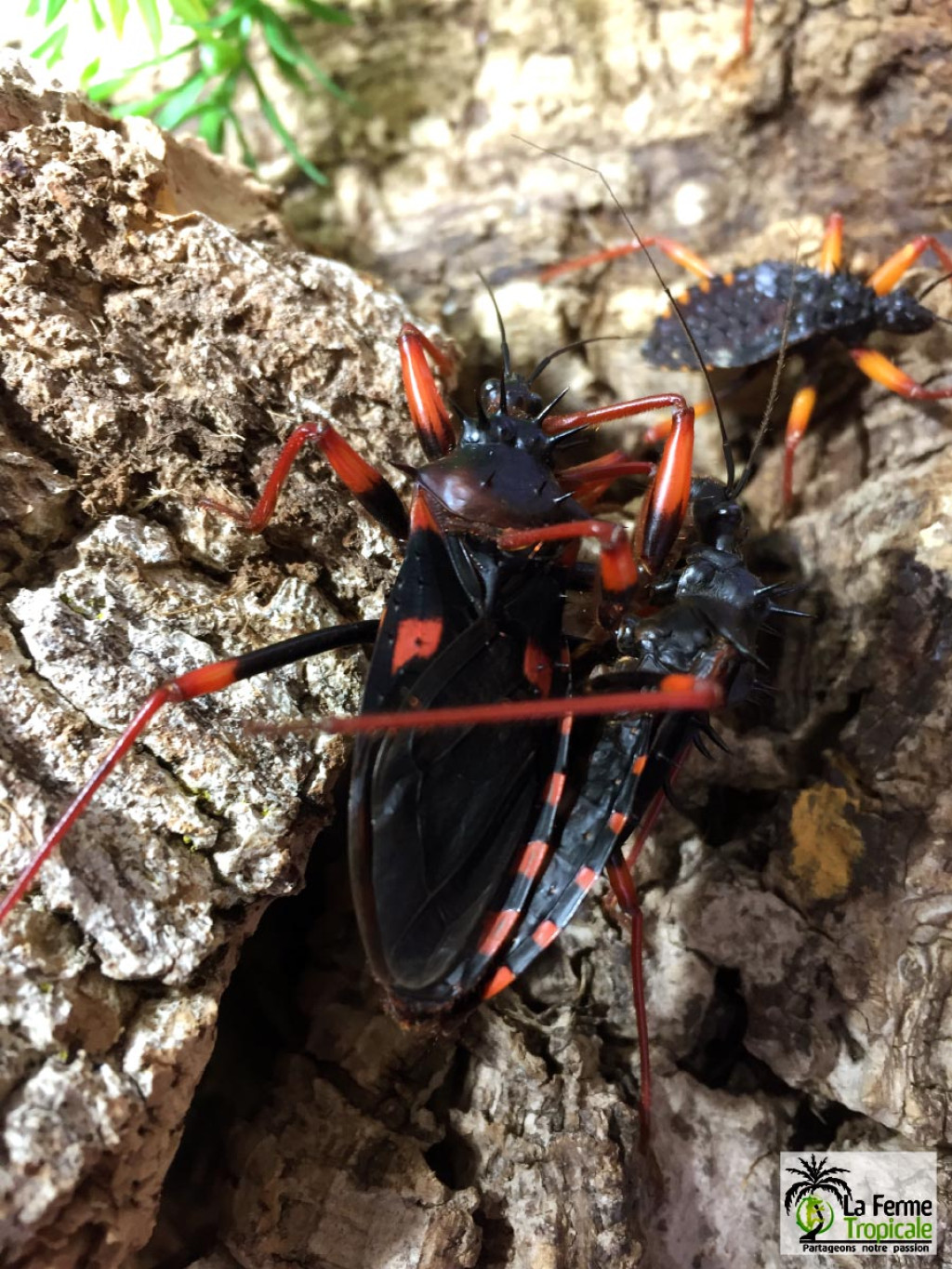 [Sur le vif] Accouplement de Psytalla horrida