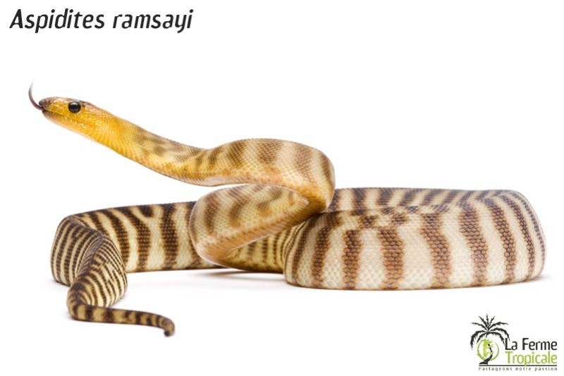 [Présentation d'espèce] Aspidites ramsayi