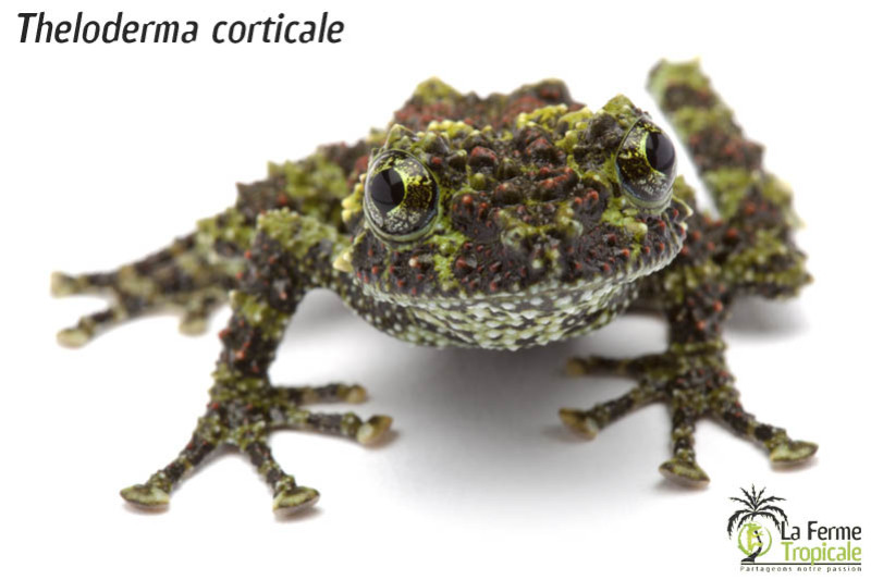 [Présentation d'espèce] Theloderma corticale