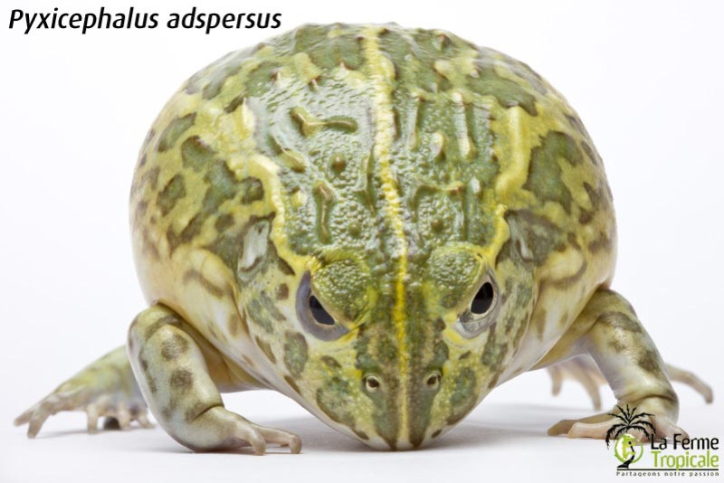 [Présentation d'espèce] Pyxicephalus adspersus