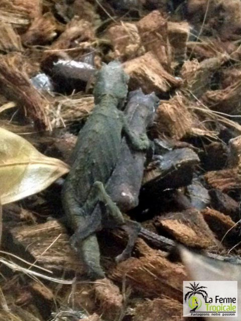 [Sur le vif] Accouplement de Rhampholeon spectrum