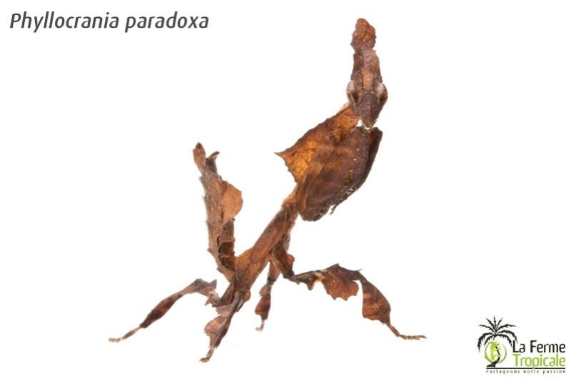 [Présentation d'espèce] Phyllocrania paradoxa