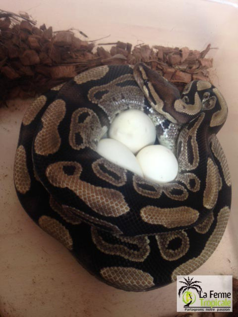 [Sur le vif] Ponte Python regius het Desert Ghost