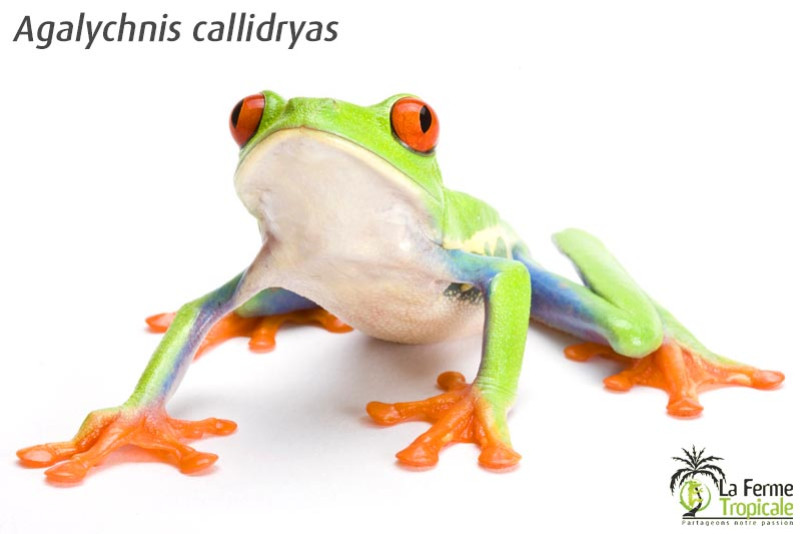 [Présentation d'espèce] Agalychnis callidryas