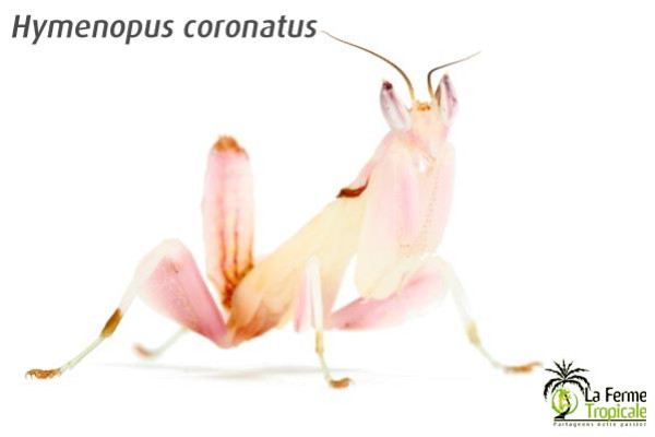 [Présentation d'espèce] Hymenopus coronatus