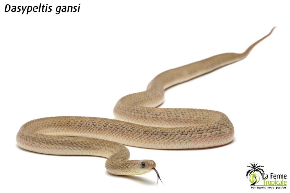 [Présentation d'espèce] Dasypeltis gansi