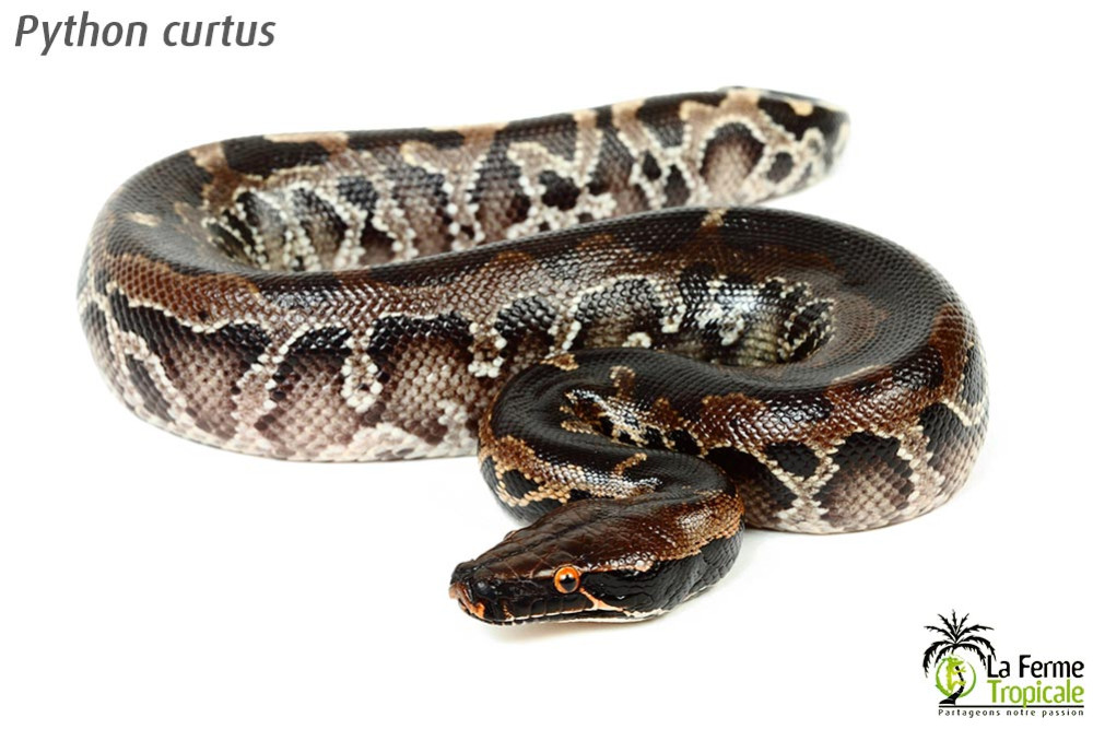 [Présentation d'espèce] Python curtus