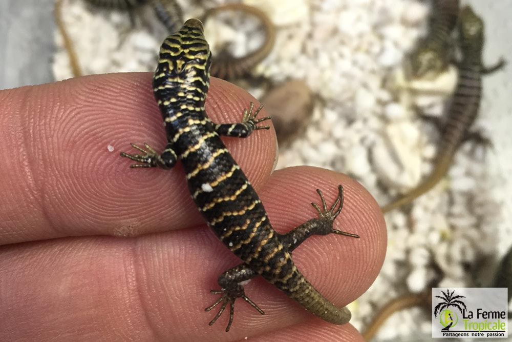 [Sur le vif] Naissance de Dasia olivacea