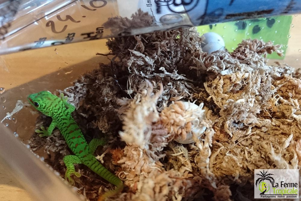 [Sur le vif] Naissance de Phelsuma grandis