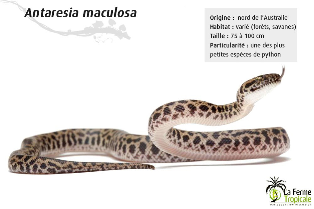 [Présentation d'espèces] Antaresia maculosa