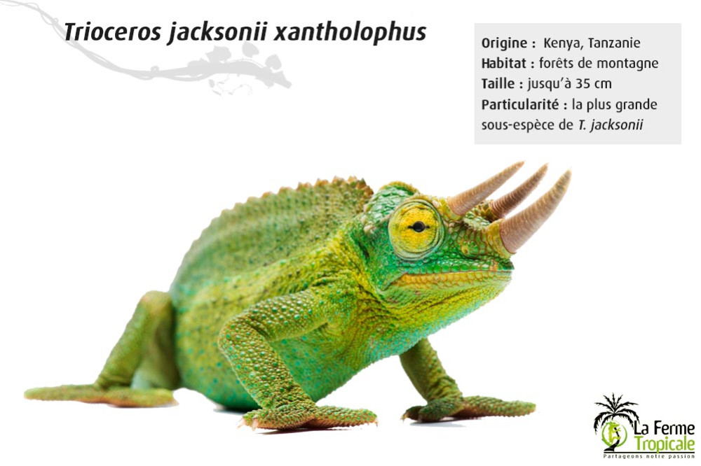 [Présentation d'espèce] Trioceros jacksonii xantholophus