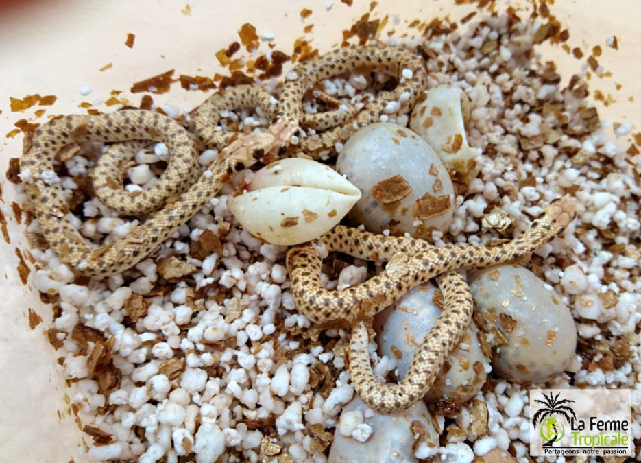 [Pris sur le vif] Naissance de Rhagerhis moilensis