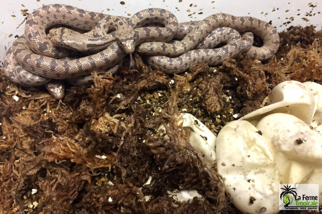 [Sur le vif] Naissance de Spalerosophis diadema cliffordii