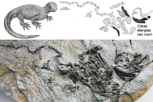[Découverte] Pappochelys rosinae, une forme intermédiaire entre tortue ...