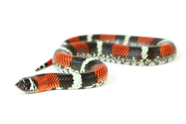 [Présentation d'espèce] Lystrophis pulcher