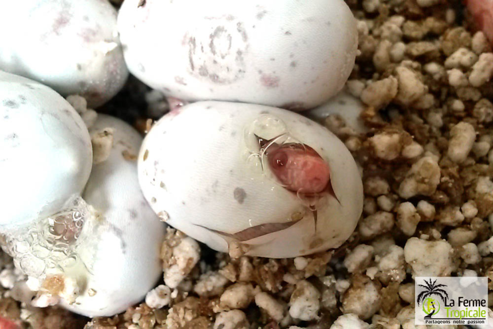 [Sur le vif] Naissance de Pantherophis guttatus