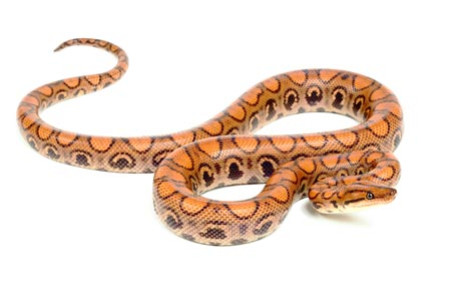 [Présentation d'espèce] Epicrates cenchria cenchria