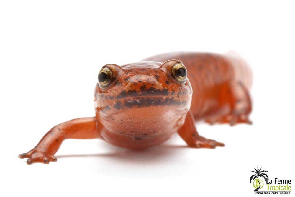 [Présentation d'espèce] Pseudotriton ruber