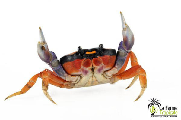[Présentation d'espèce] Gecarcinus quadratus