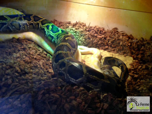 [Sur le vif] Accouplement de Python bivittatus