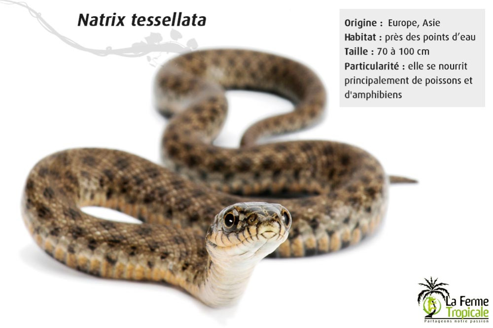 [Présentation d'espèce] Natrix tessellata