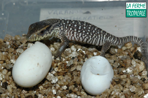 [Sur le vif] Accouplement et naissance de Varanus exanthematicus.