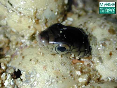 [Sur le vif] Naissance de Thrasops jacksonii