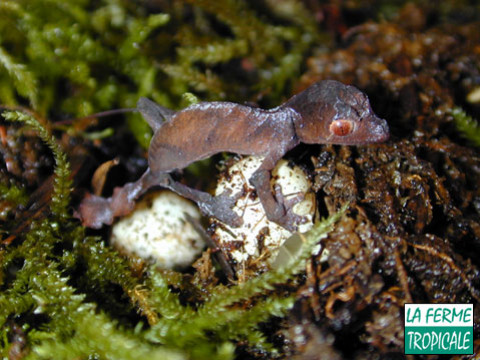[Sur le vif] Naissance d'Uroplatus sp.