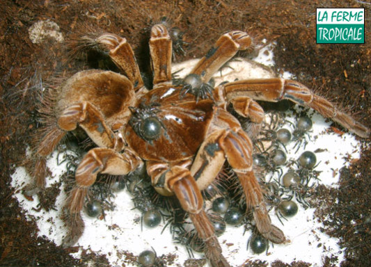 [Sur le vif] Naissance de Theraphosa leblondi