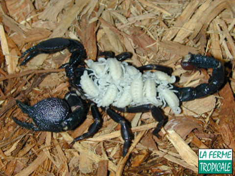 [Sur le vif] Naissance de Pandinus imperator