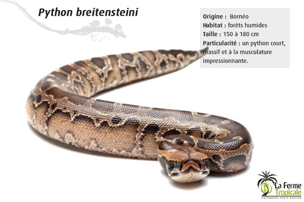 [Présentation d'espèce] Python breitensteini