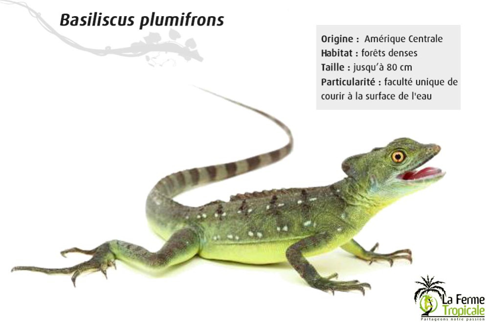 [Présentation d'espèce] Basiliscus plumifrons